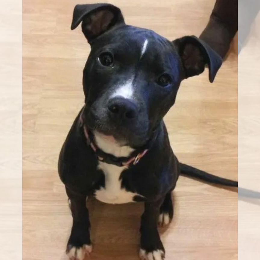 Американский стаффордширский терьер, щенок