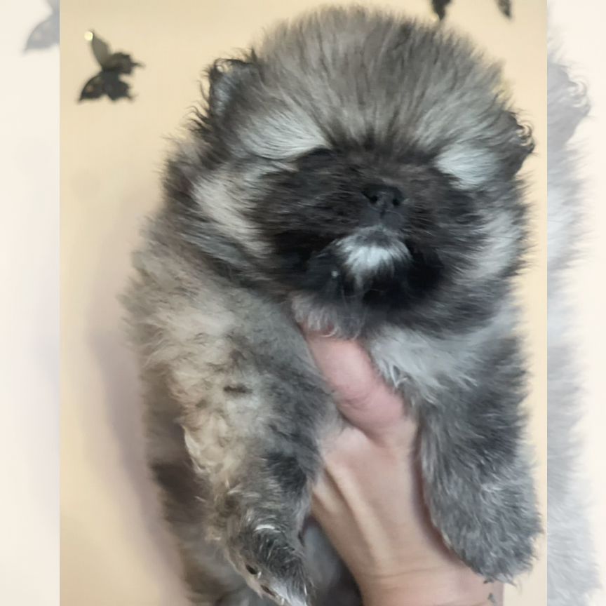 Шпицедевочки