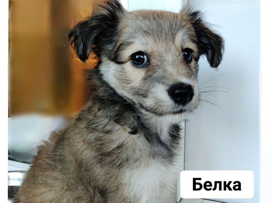 Щенки бесплатно