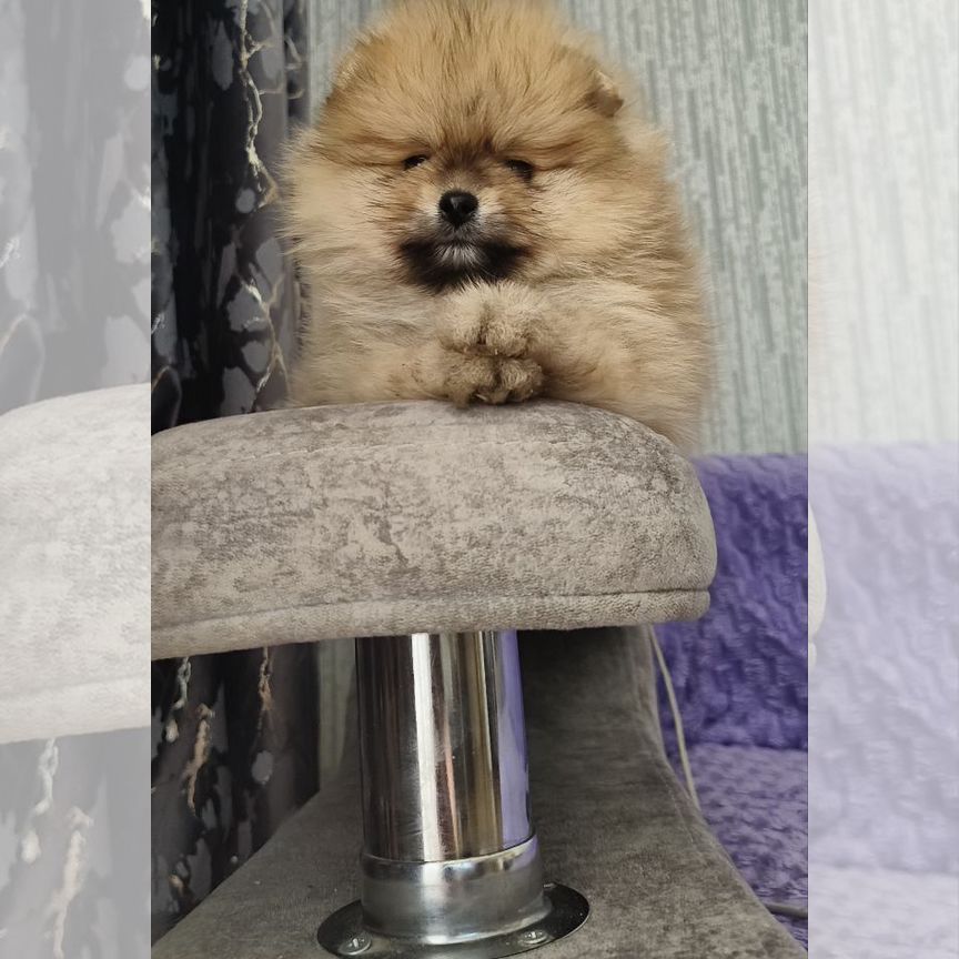 Померанский шпиц, щенок