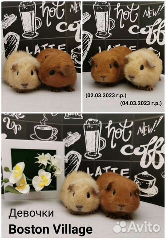 Морские свинки девочки