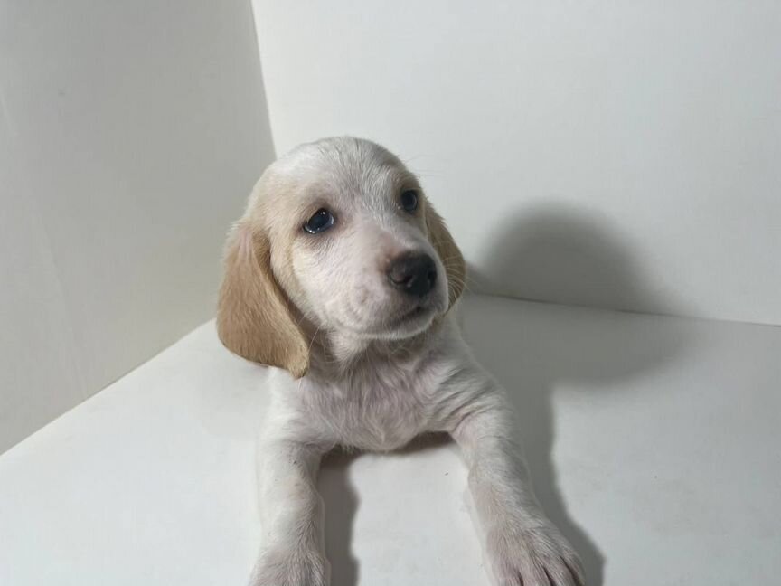 Щенки бассет хаунд метисы