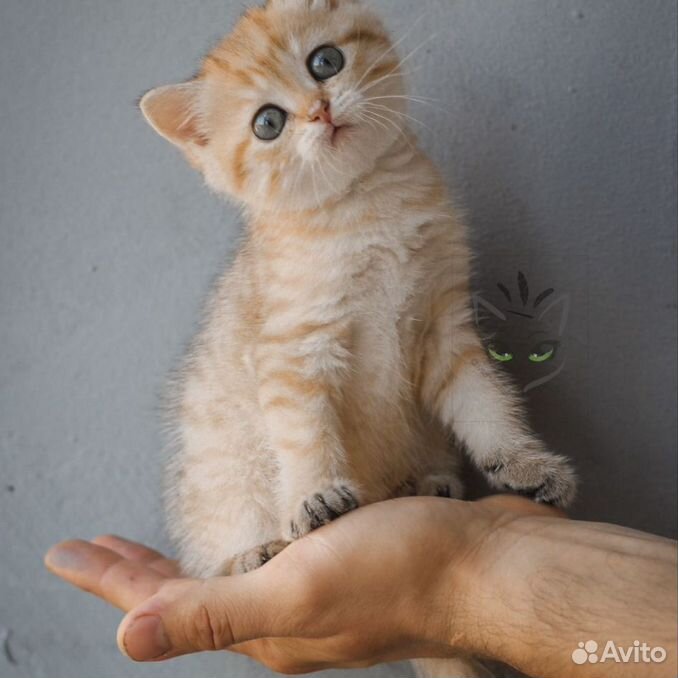 Котенок Шотландский ny25(11) чистокровный