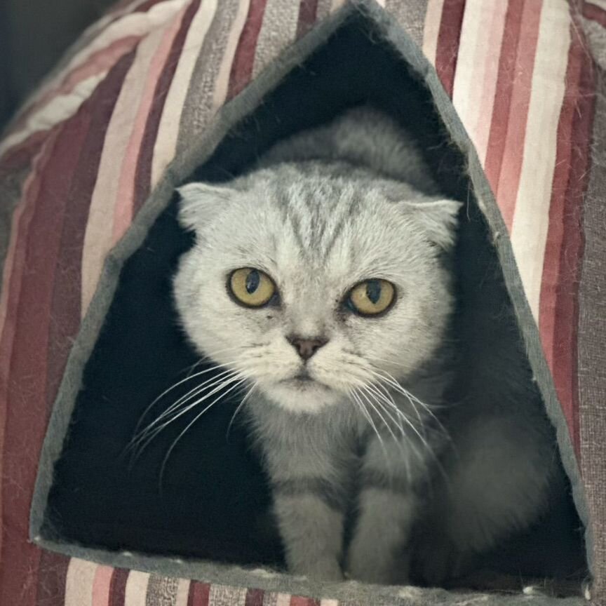 Взрослая, кошка в добрые руки