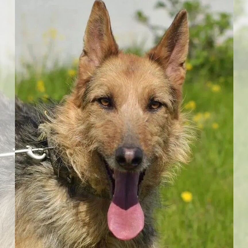 Эрдельтерьер, взрослый пёс