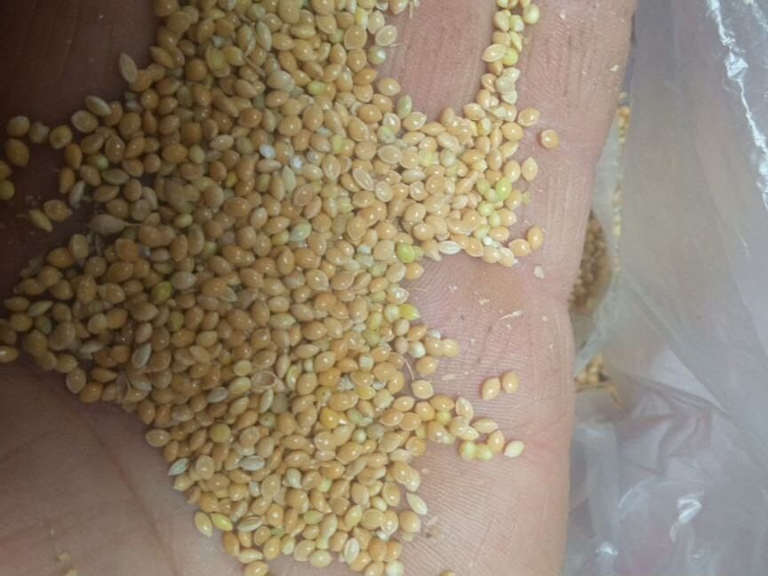 Просо желтое