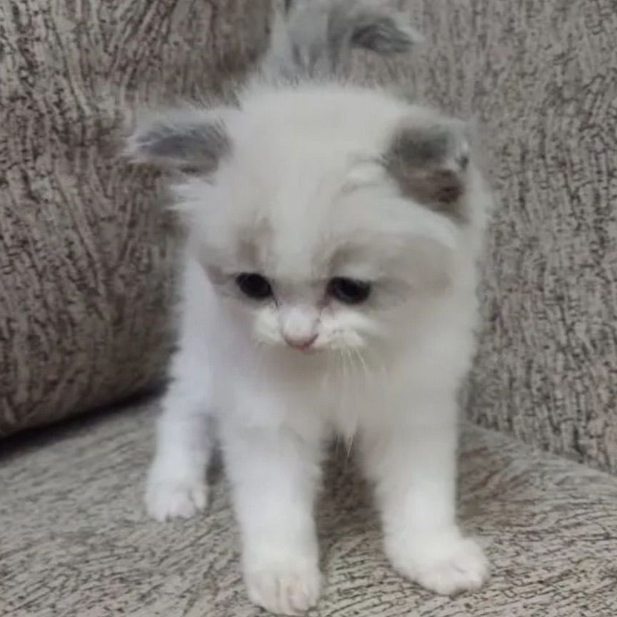 Рэгдолл котёнок