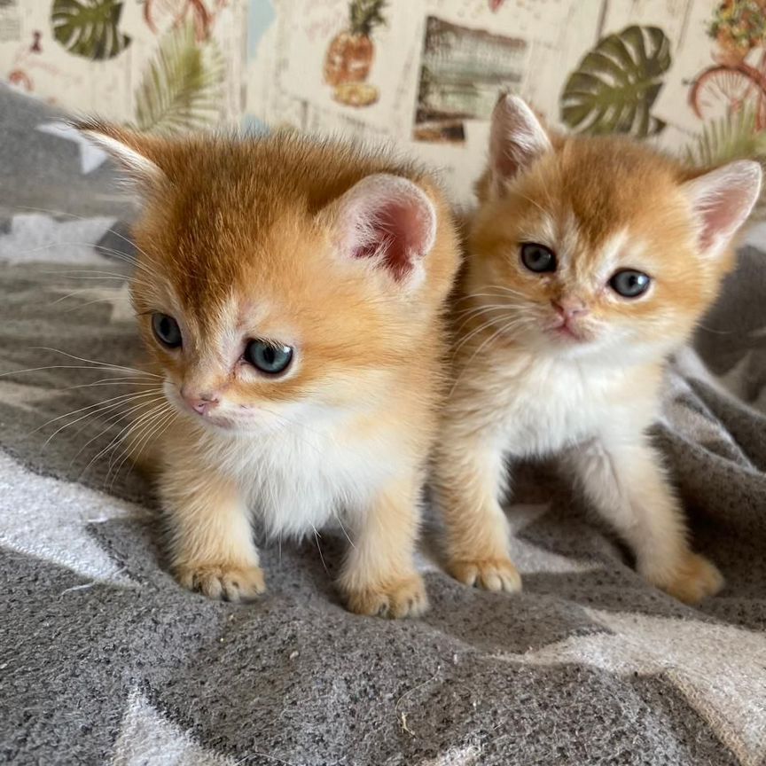 Британчики