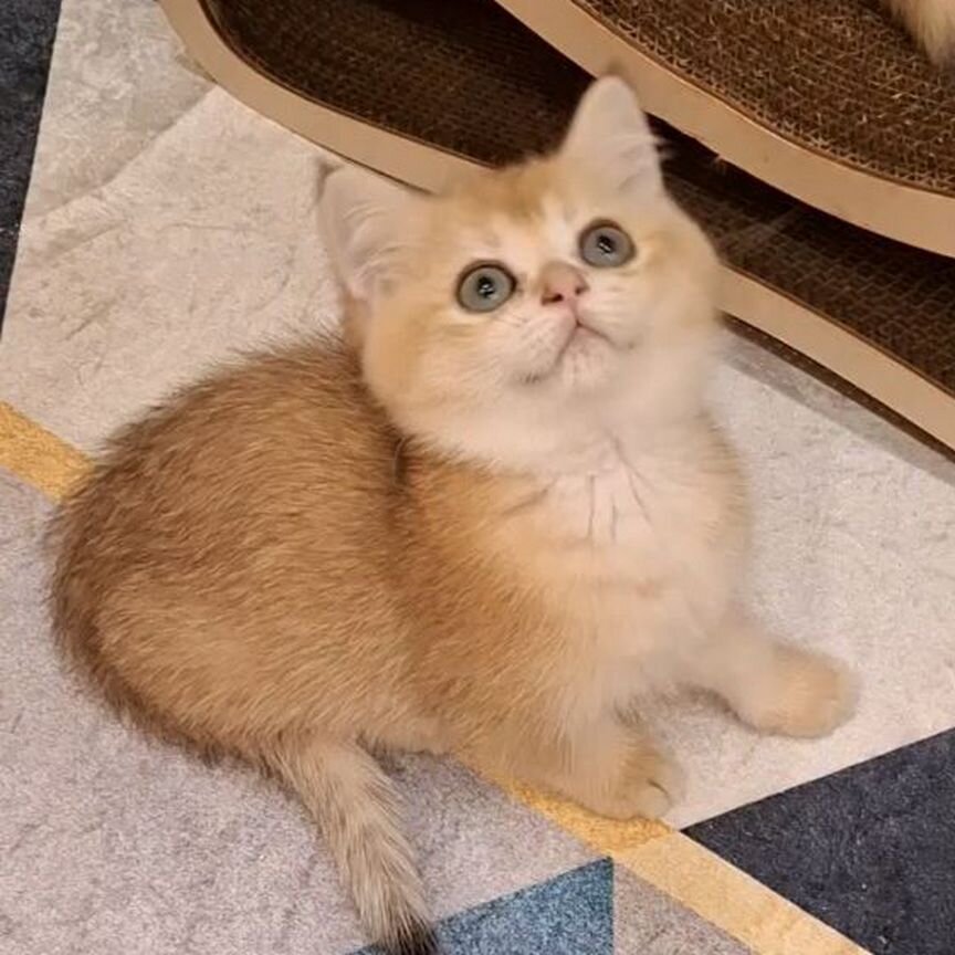 Британский короткошёрстный котёнок