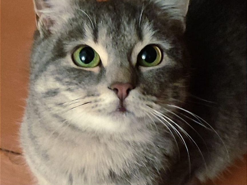 Кошка в дар бесплатно, Крис