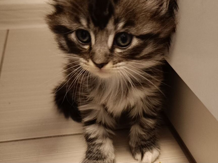 Котята Мейн Кун