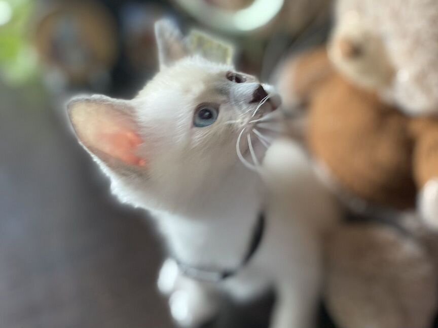 Кошки