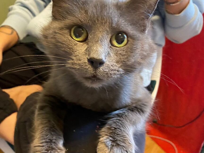 Робко мечтает