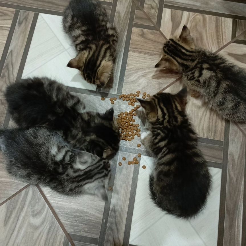 Котята породистые