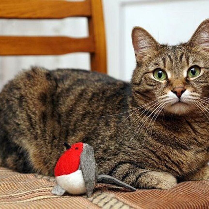 Кошка Мур Мур, 1,5 года