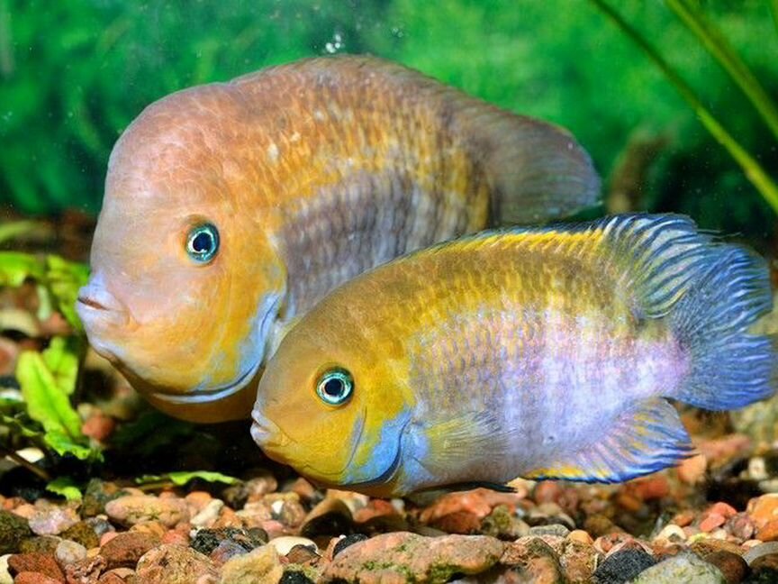 Цихлазома Седжика