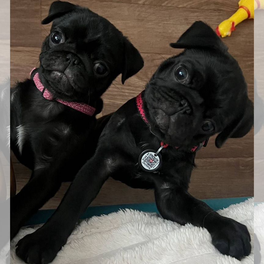 Мопс, щенок