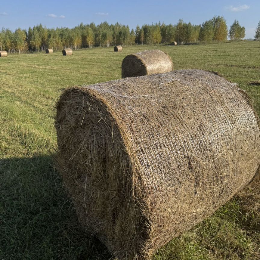 Сено в рулонах