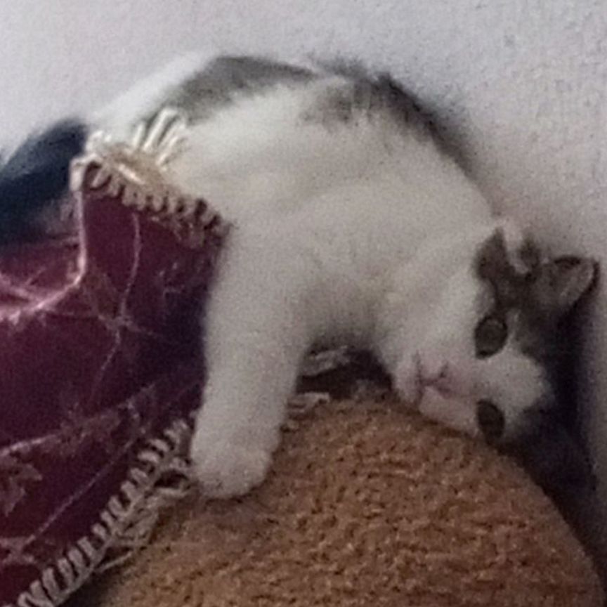 Отдам кошечку в добрые руки