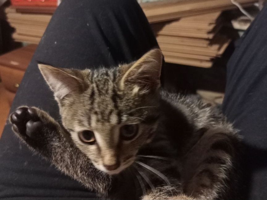 Котенок