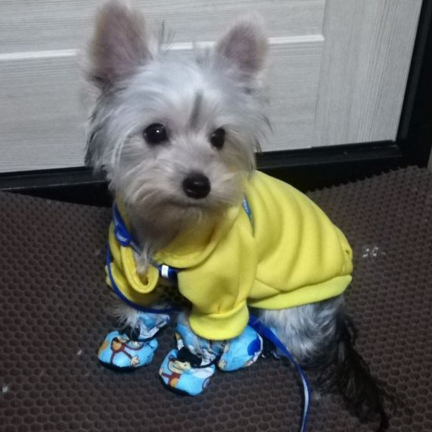 Йоркширский терьер мини