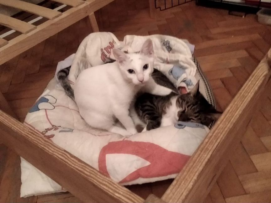 Молодая кошка