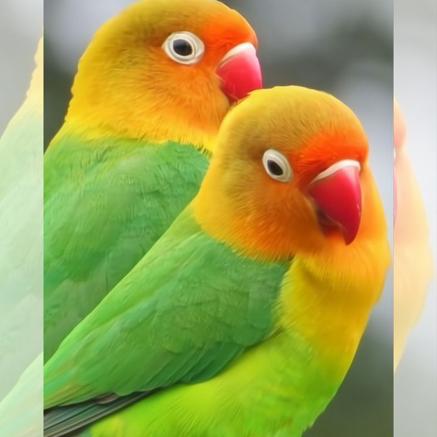 Попугай неразлучники Фишера