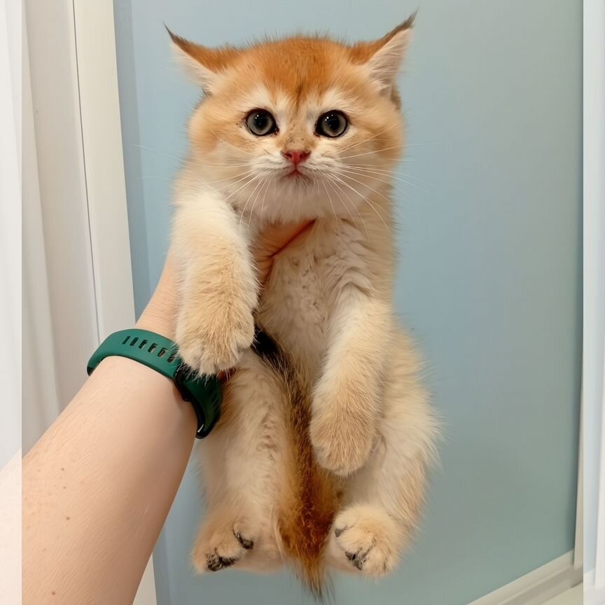 Шотландский прямоухий короткошёрстный котёнок
