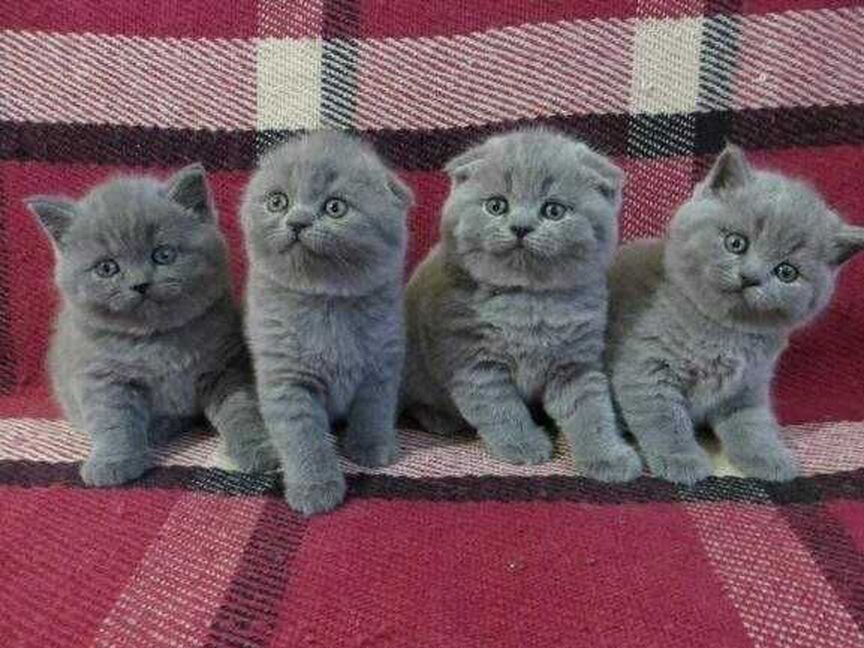 Вислоухие котята