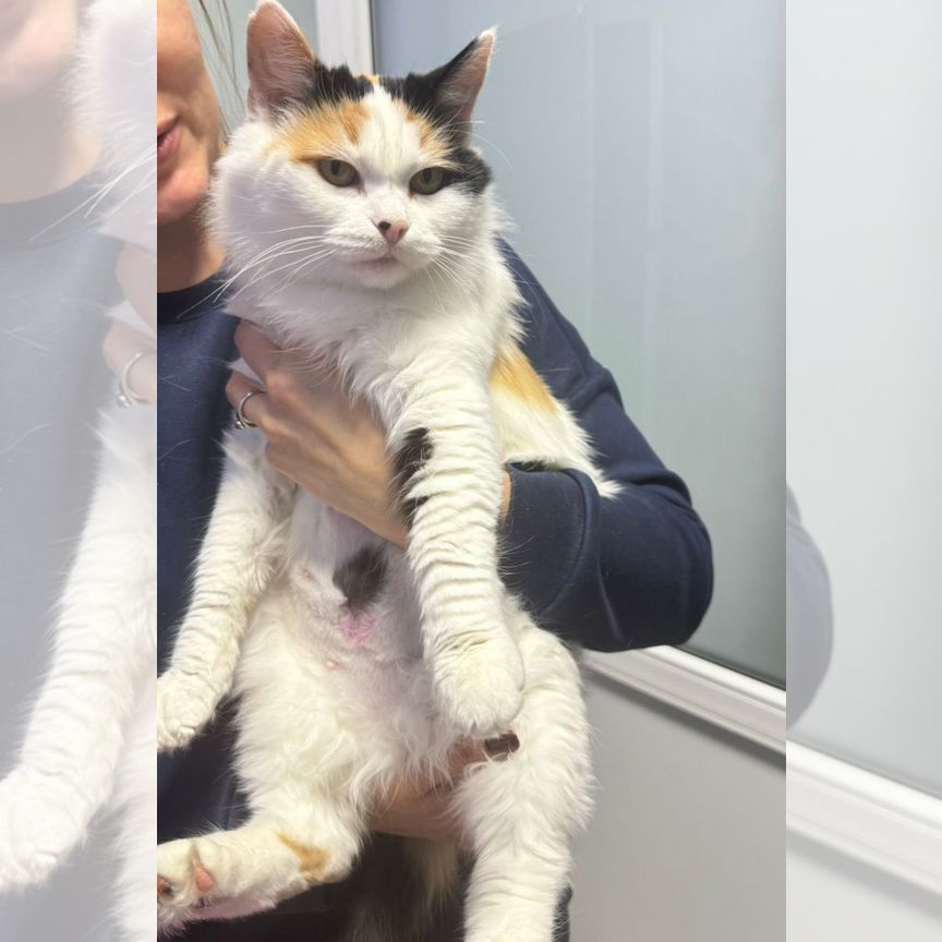 Взрослая кошка в добрые руки