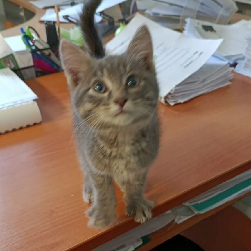 Котёнок в добрые руки