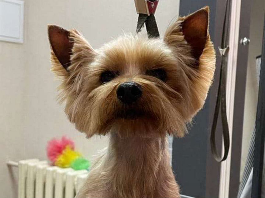 Йоркширский терьер, ищет дом, маленькая собачка