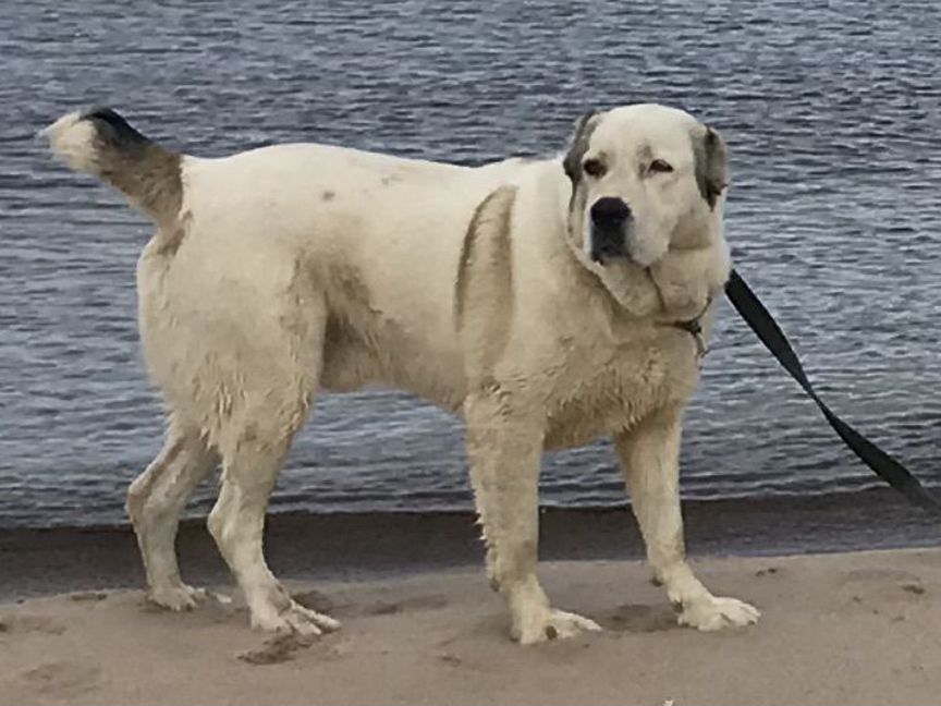 Среднеазиатская овчарка (алабай)