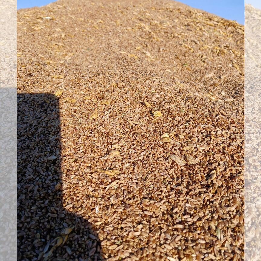 Отходы пшеницы