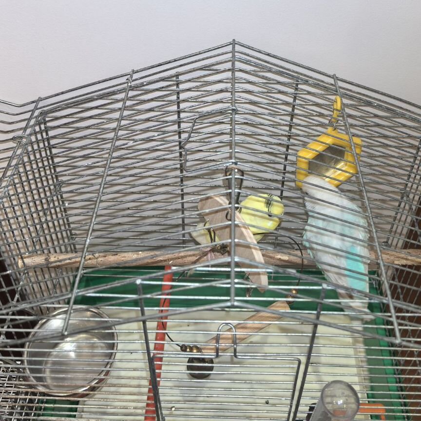 Волнистый попугай пара с клеткой