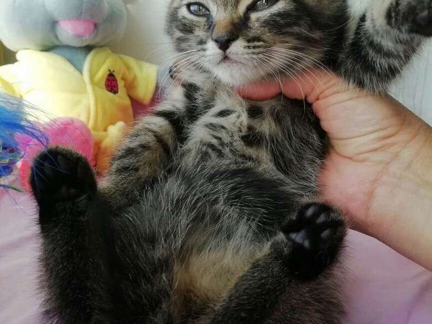 Котенок Китти