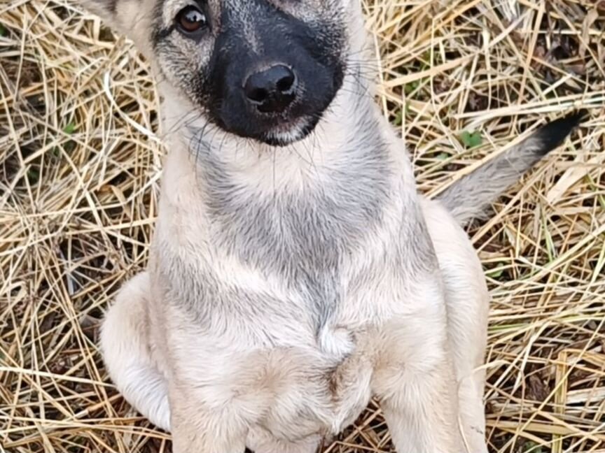 Щенок в добрые руки