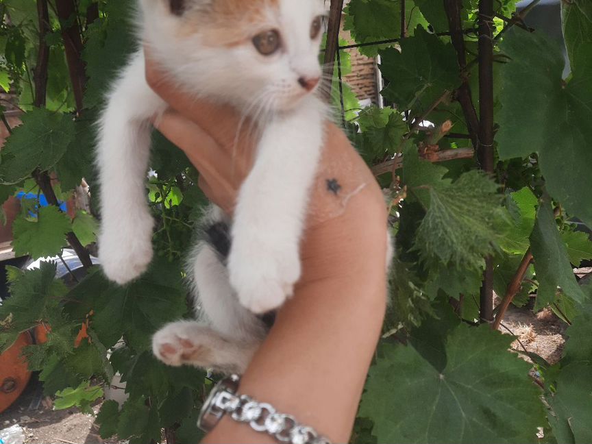 Котята в добрые руки бесплатно