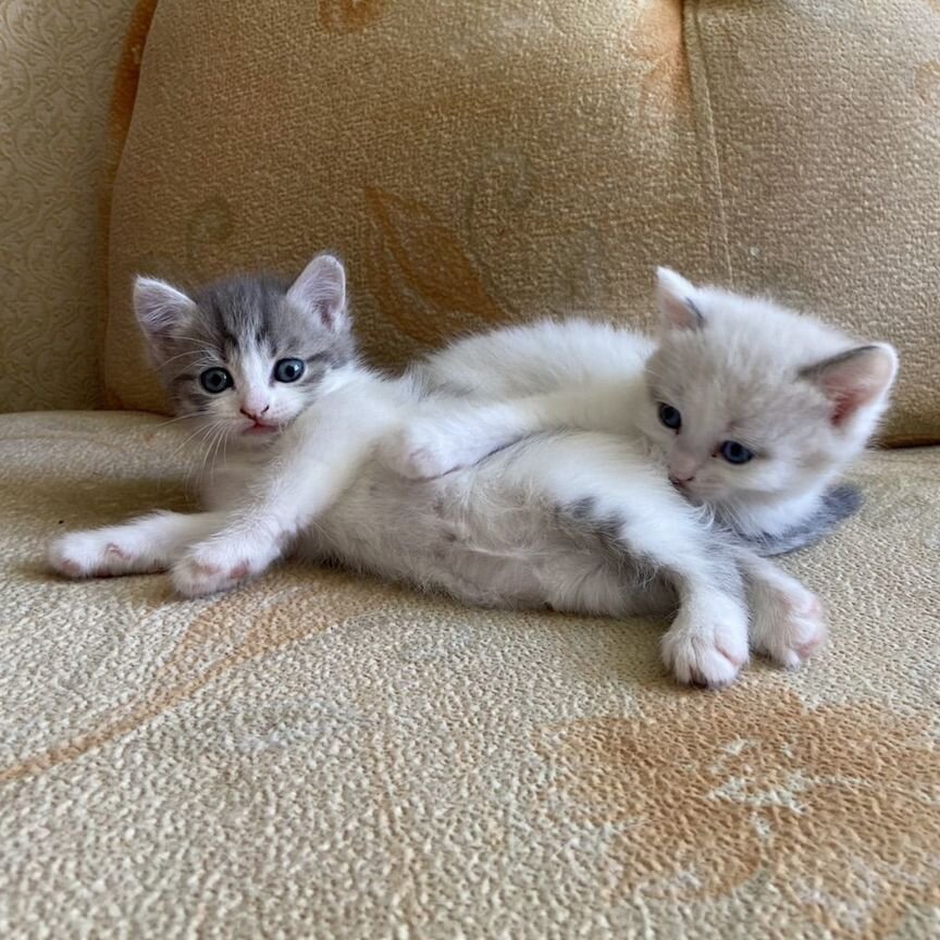 Котята в добрые руки бесплатно