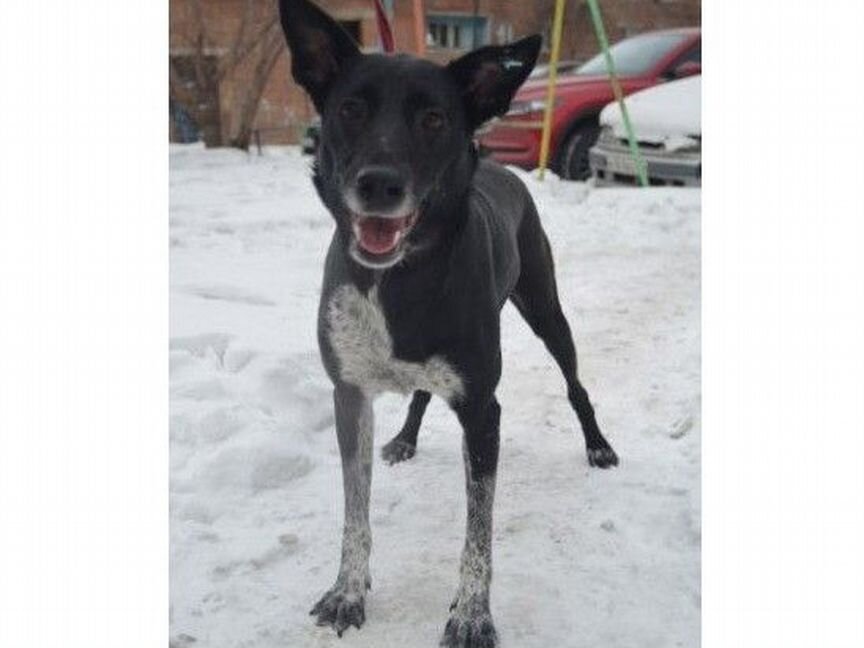 Отдам молодую стерильную собачку