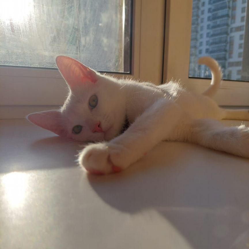 Котёнок белый 6 месяцев