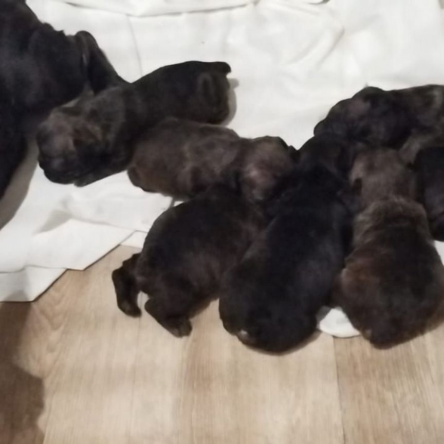 Французский бульдог щенки, с вет-паспортом