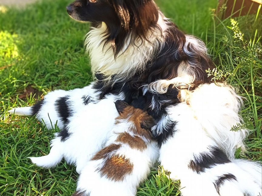 Щенки папийона