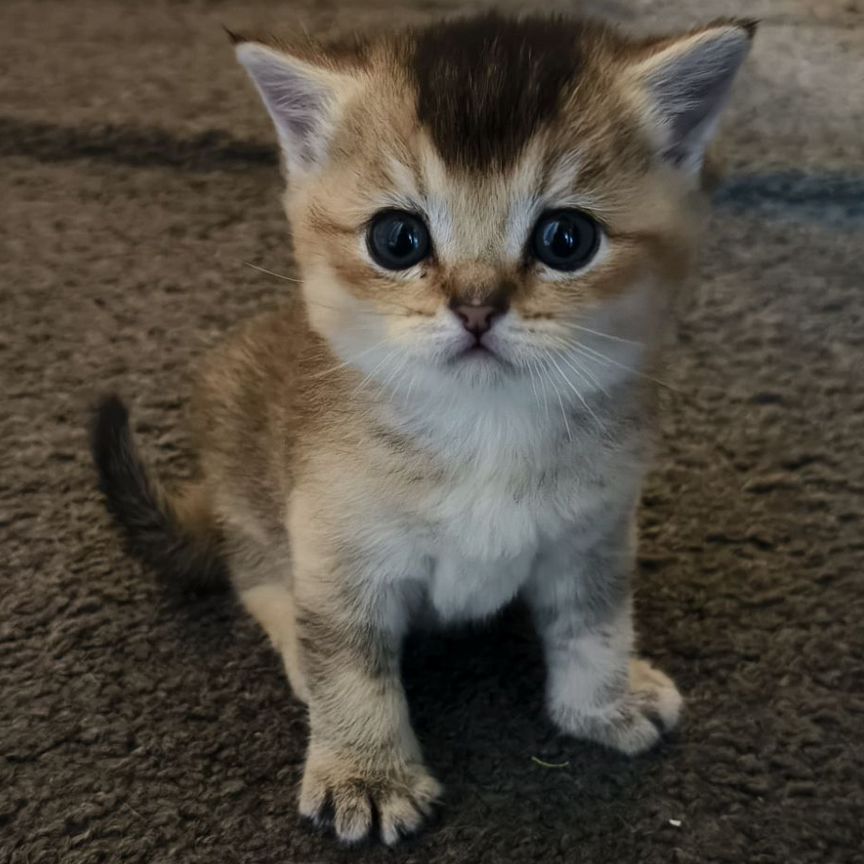 Шотландский прямоухий короткошёрстный котёнок