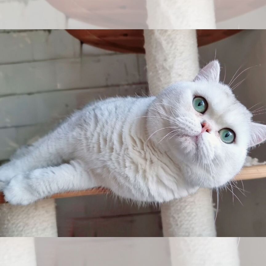 Серебристая шиншилла