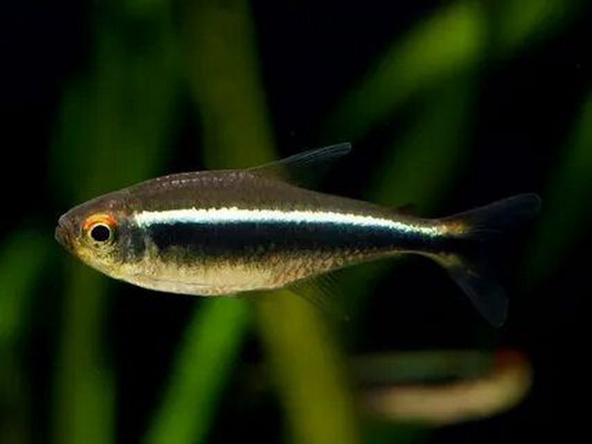 Неон чёрный