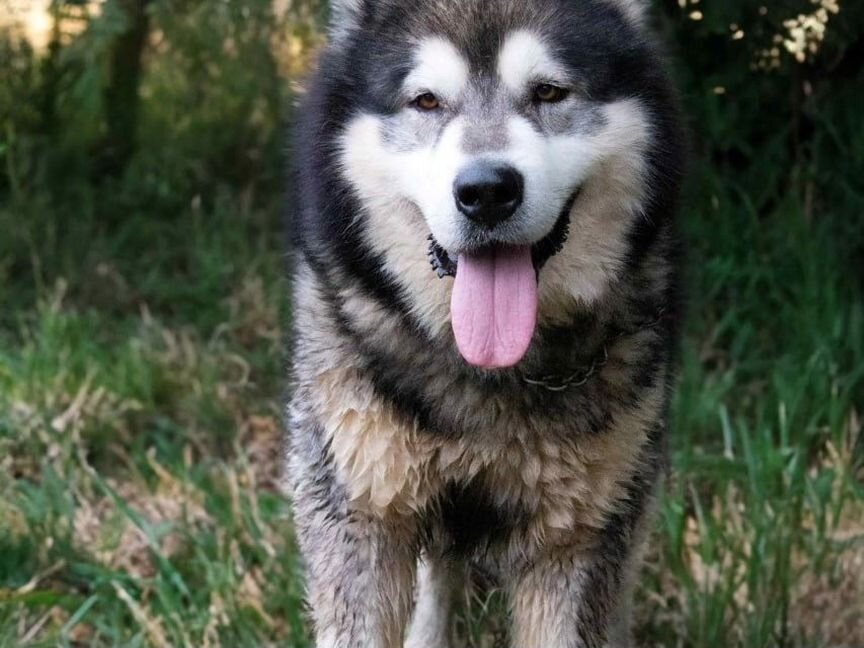 Маламут с тяжёлой судьбой