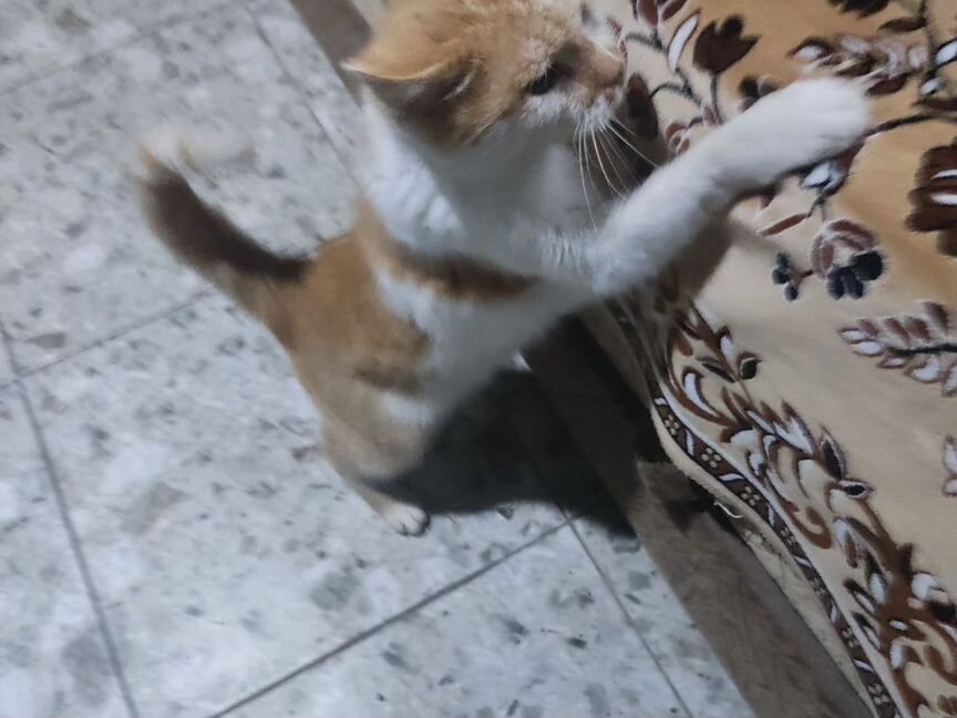 Рыжий кот