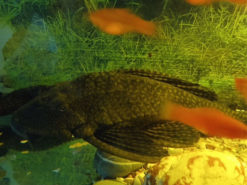 Птеригоплихт парчовый