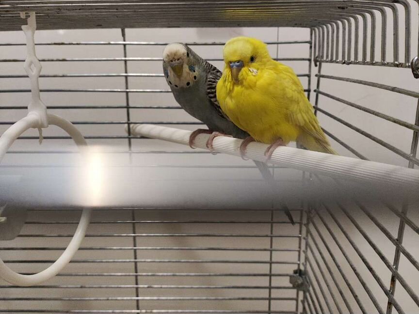 Волнистые попугаи